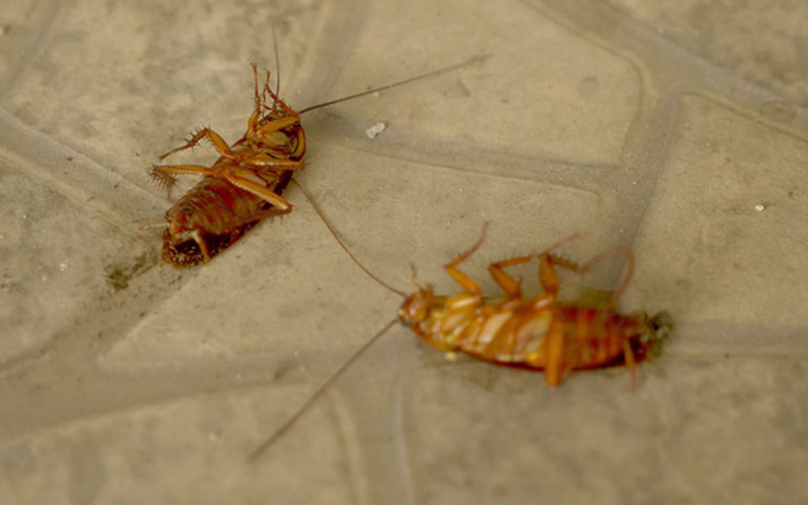 First Choice Pest Solutions, LLC is a Pest Control Company in Covington ...